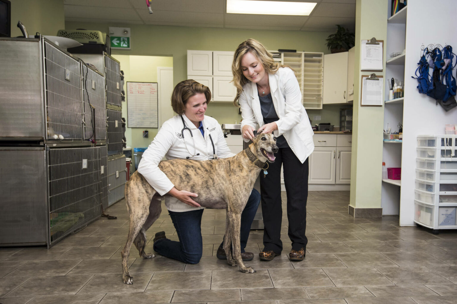 Home - Eastern Passage Village Veterinary Hospital
